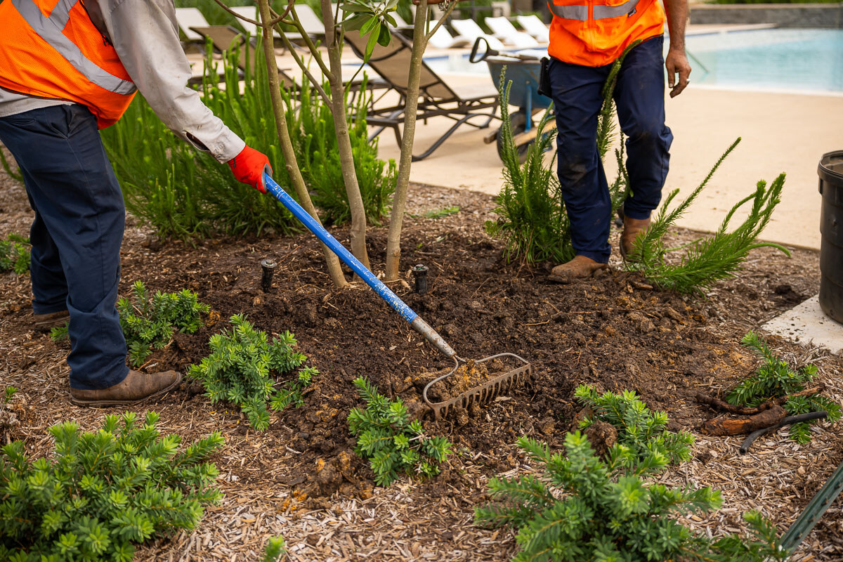 Essential Tree Care Tips for Houston Homeowners Associations